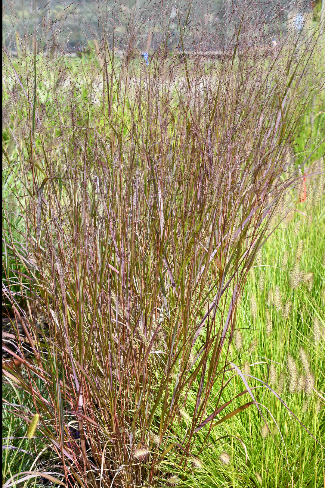 Panicum 'Dust in the Wind'