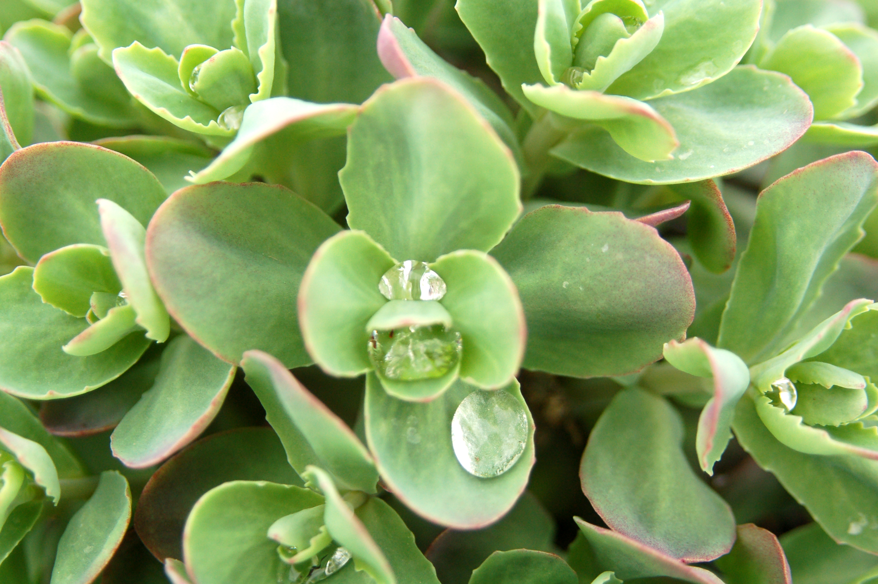 Sedum 'Sunset Boulevard'