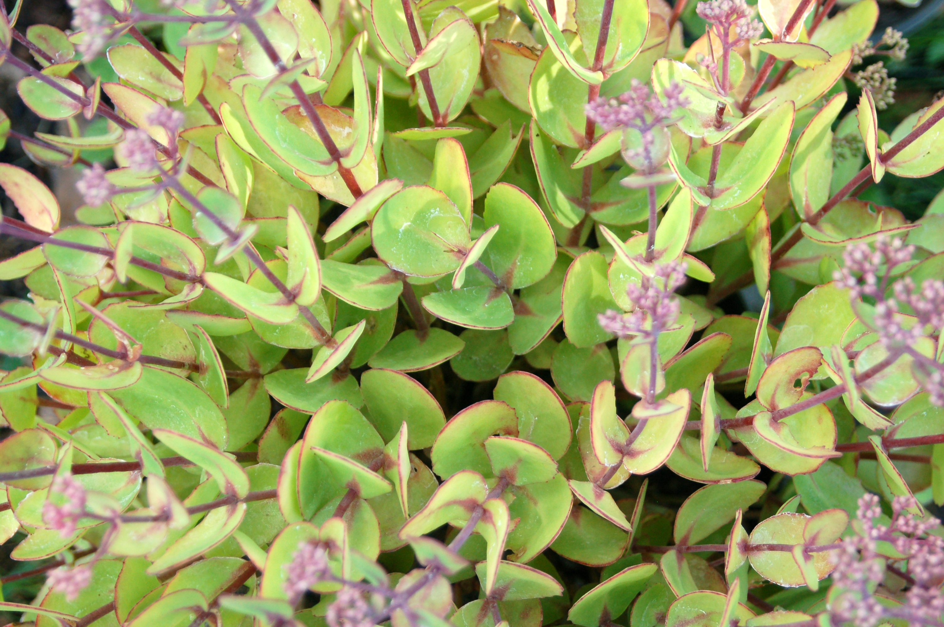 Sedum 'Sunset Boulevard'