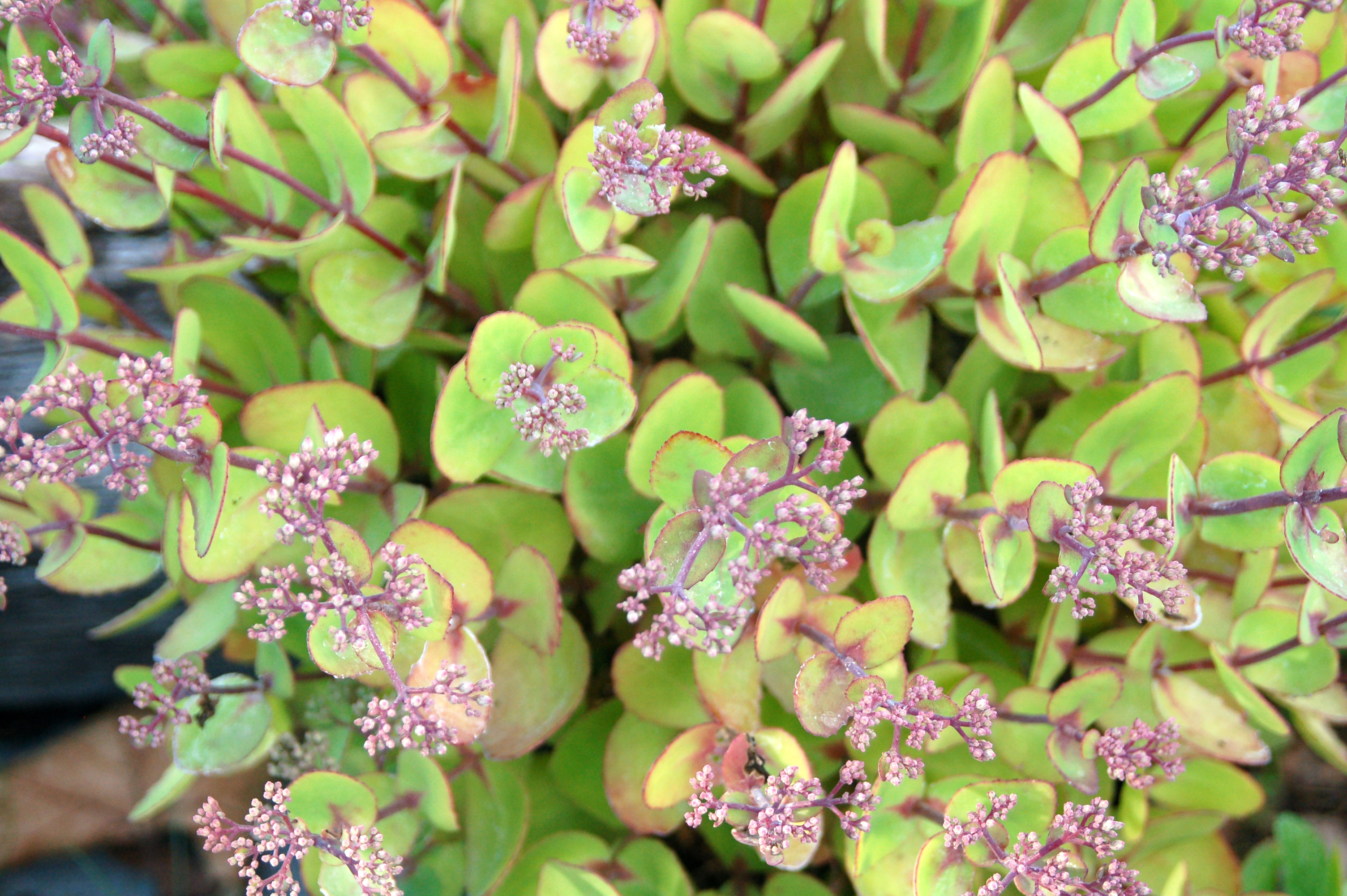 Sedum 'Sunset Boulevard'