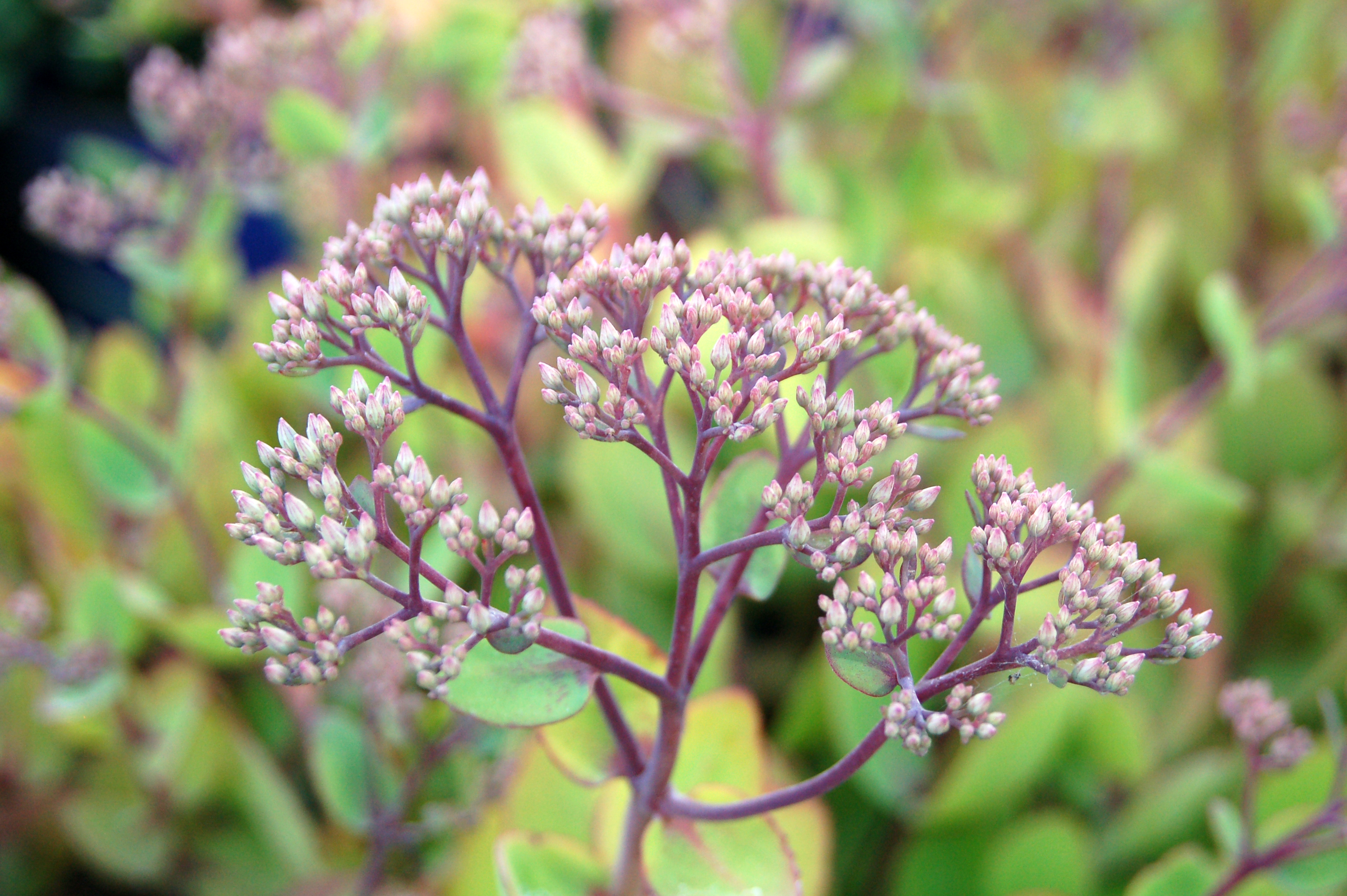 Sedum 'Sunset Boulevard'