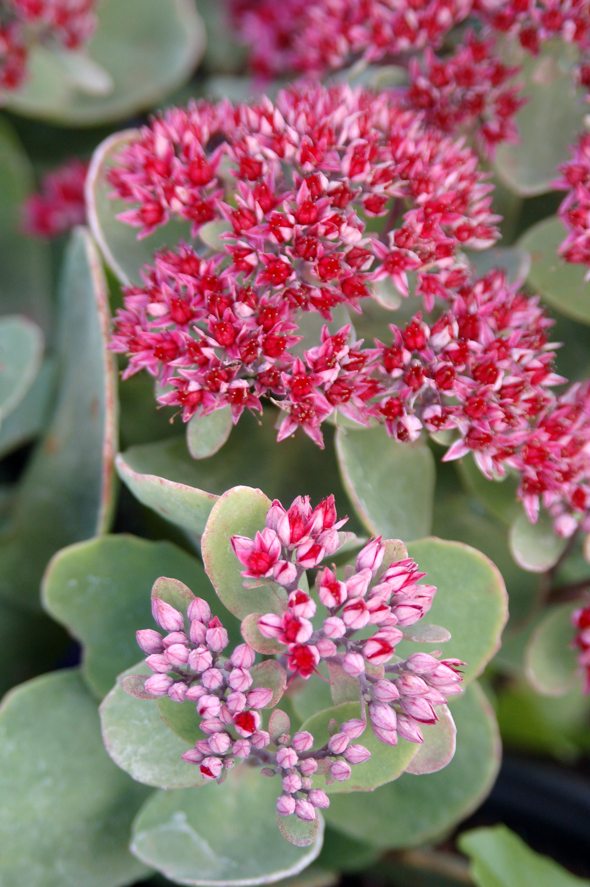 Sedum 'Sunset Boulevard'