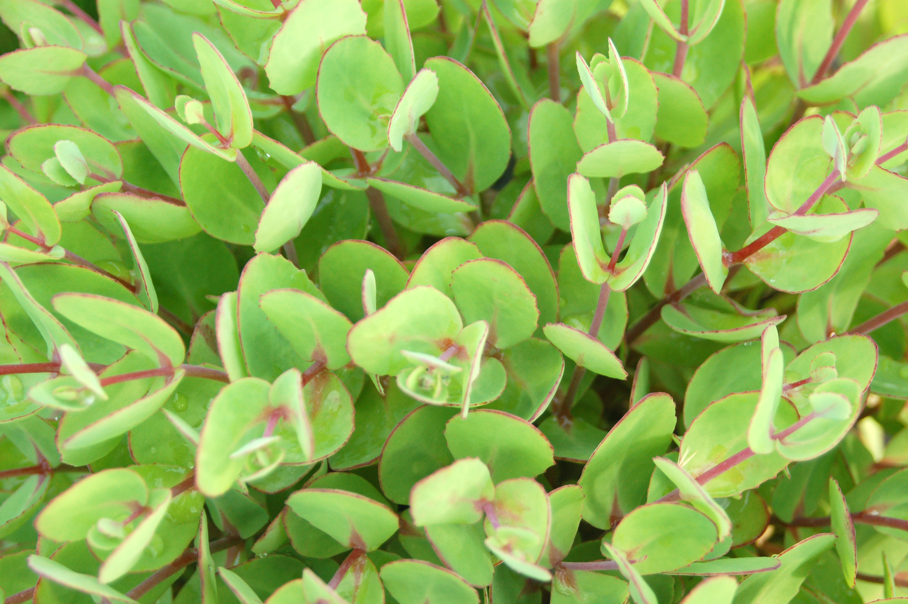 Sedum 'Sunset Boulevard'