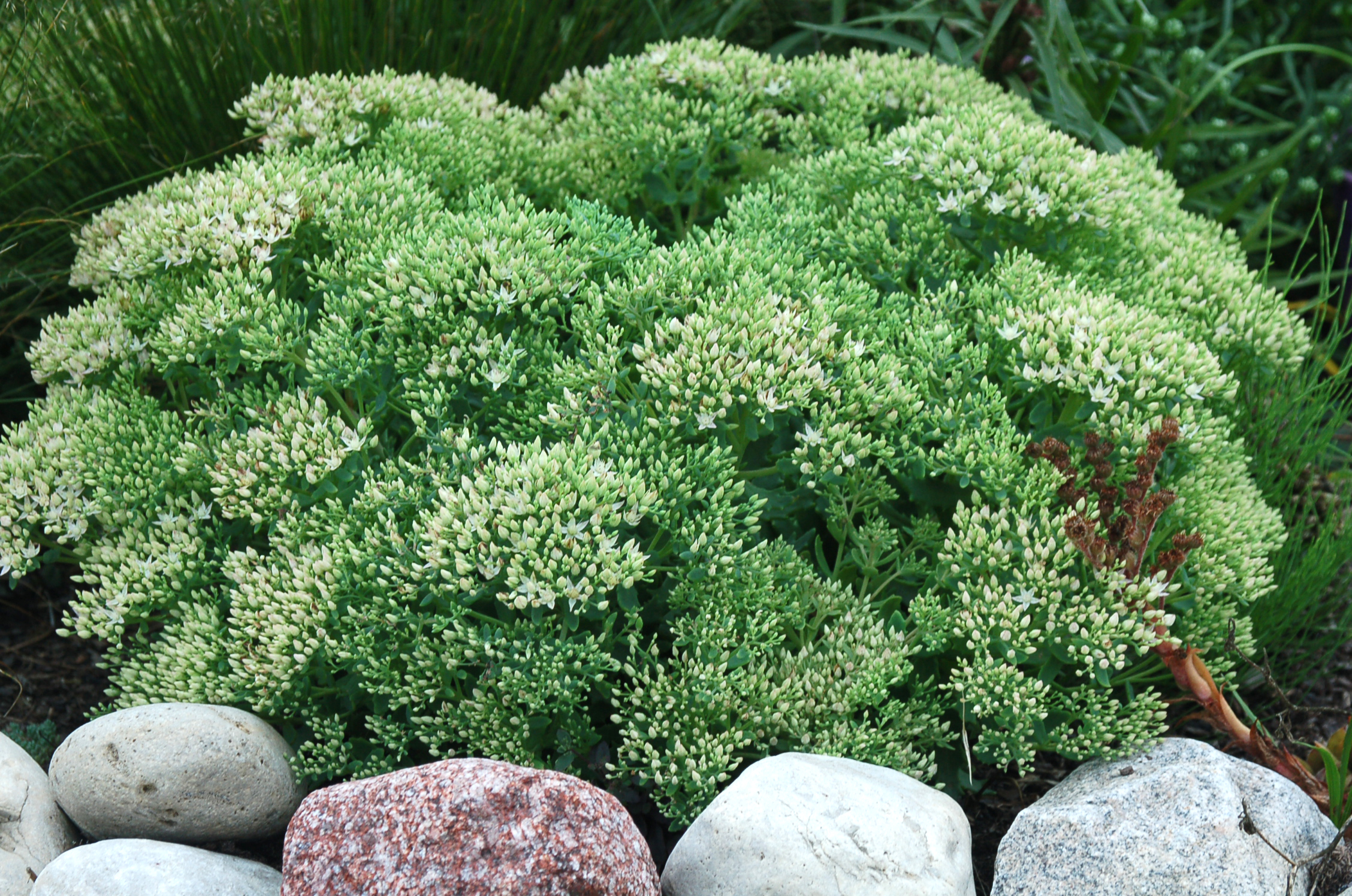 Sedum 'Thundercloud'