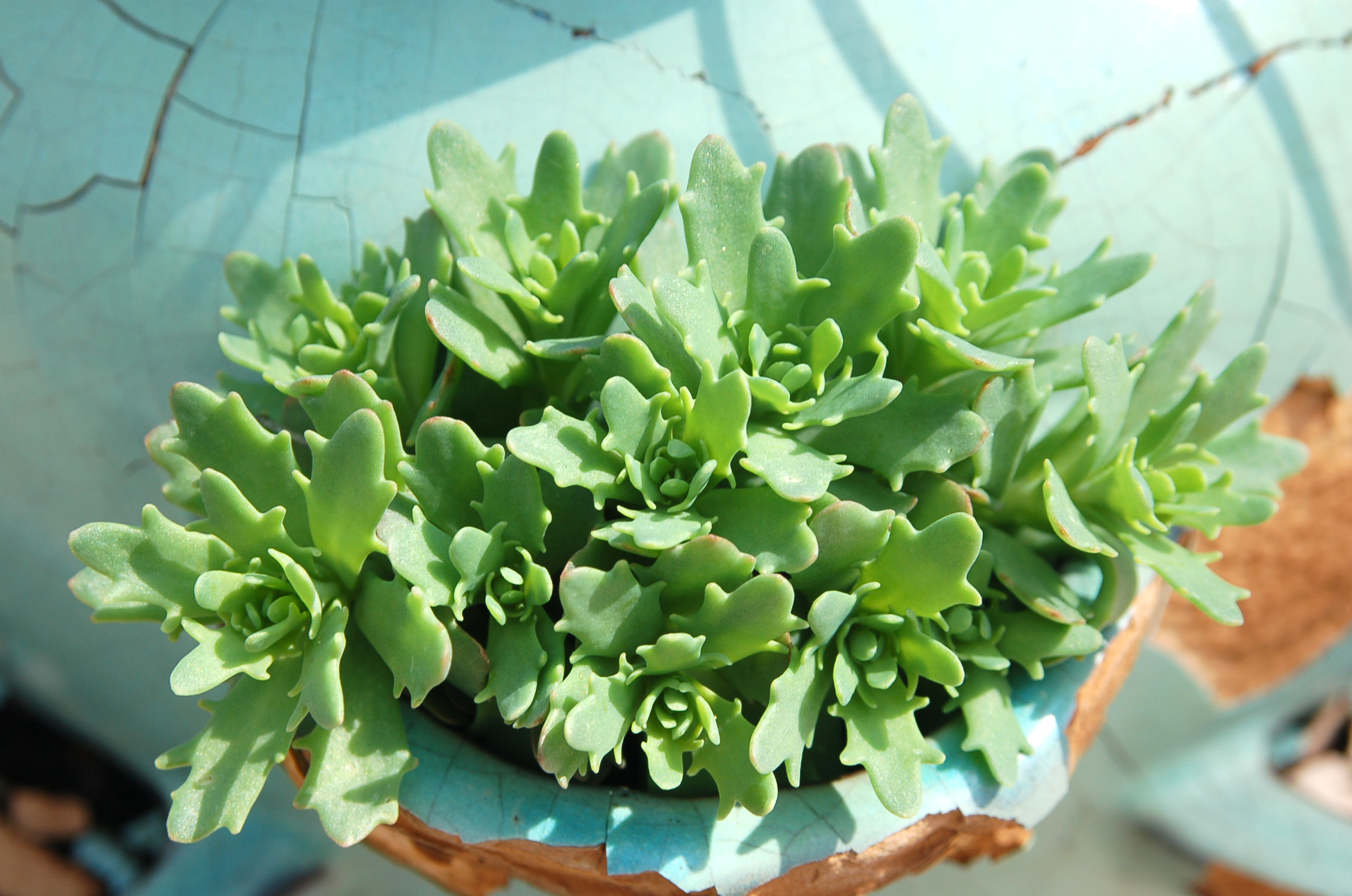 Sedum 'Thundercloud'