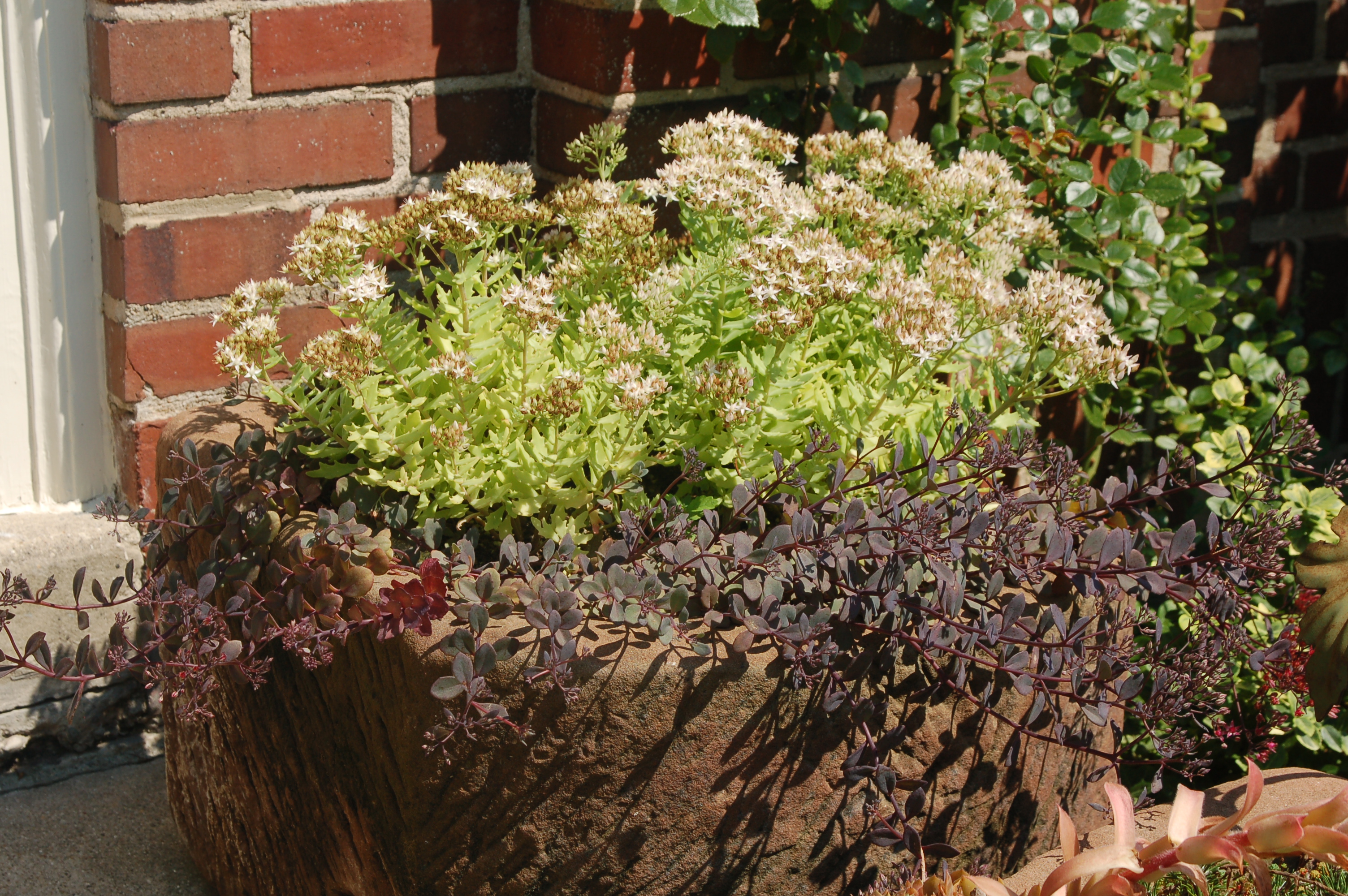 Sedum 'Thundercloud'