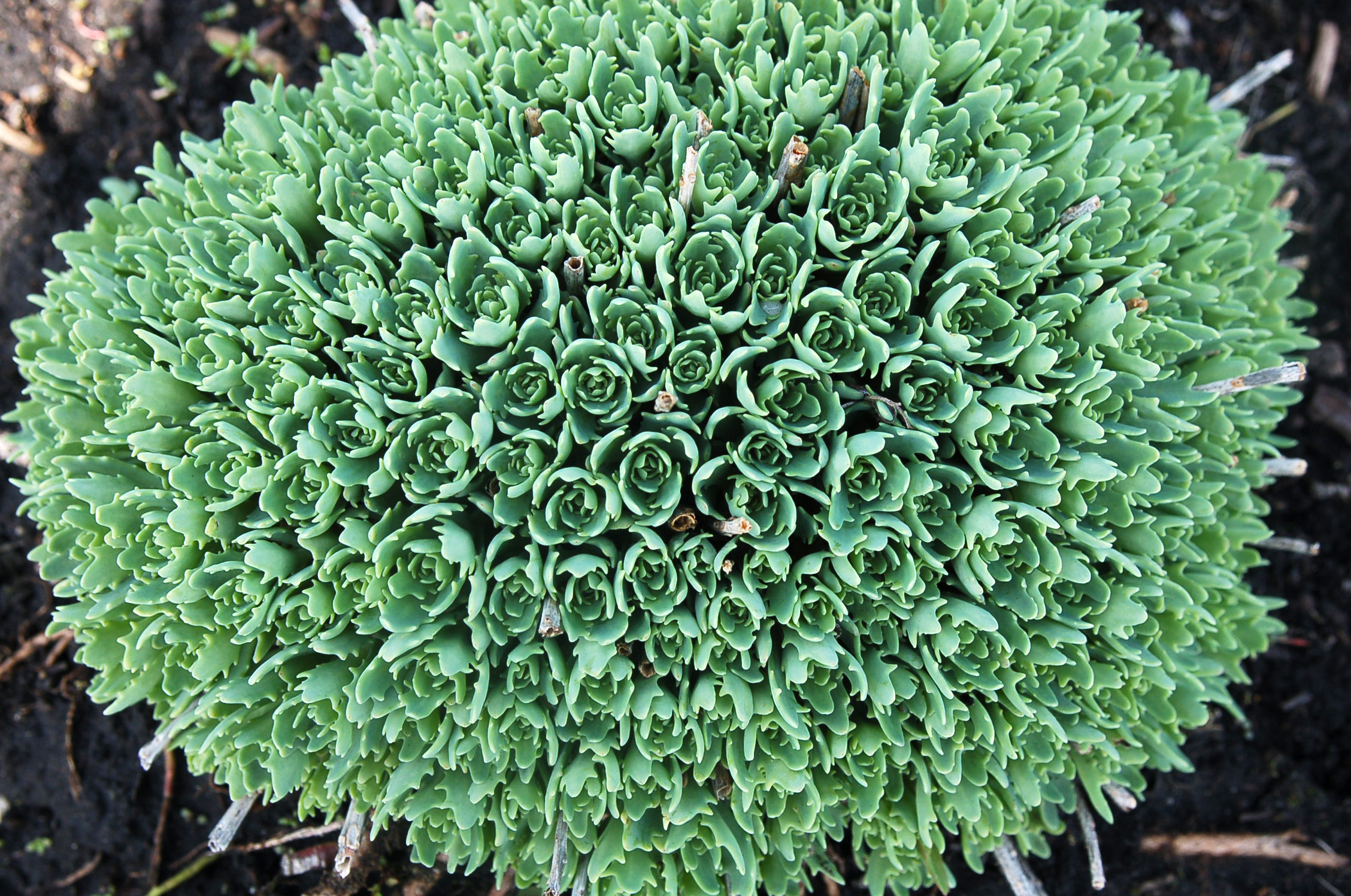 Sedum 'Thundercloud'